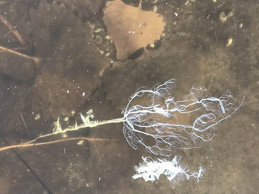 Misteriosa substância "não identificada" está se espalhando nos ...