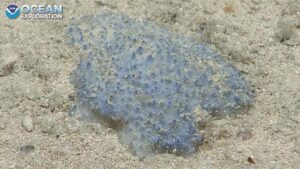 Vídeo peculiar mostra “Blue Goo” no fundo do oceano e confunde ...